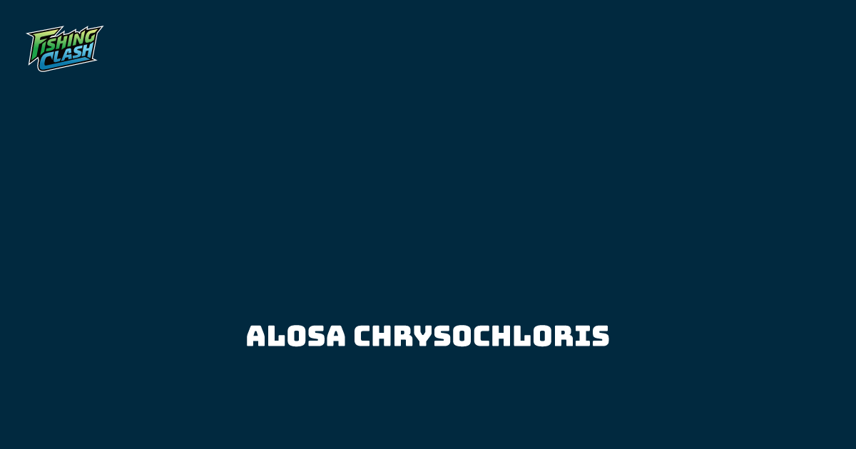 Alosa chrysochloris | Fishing Clash